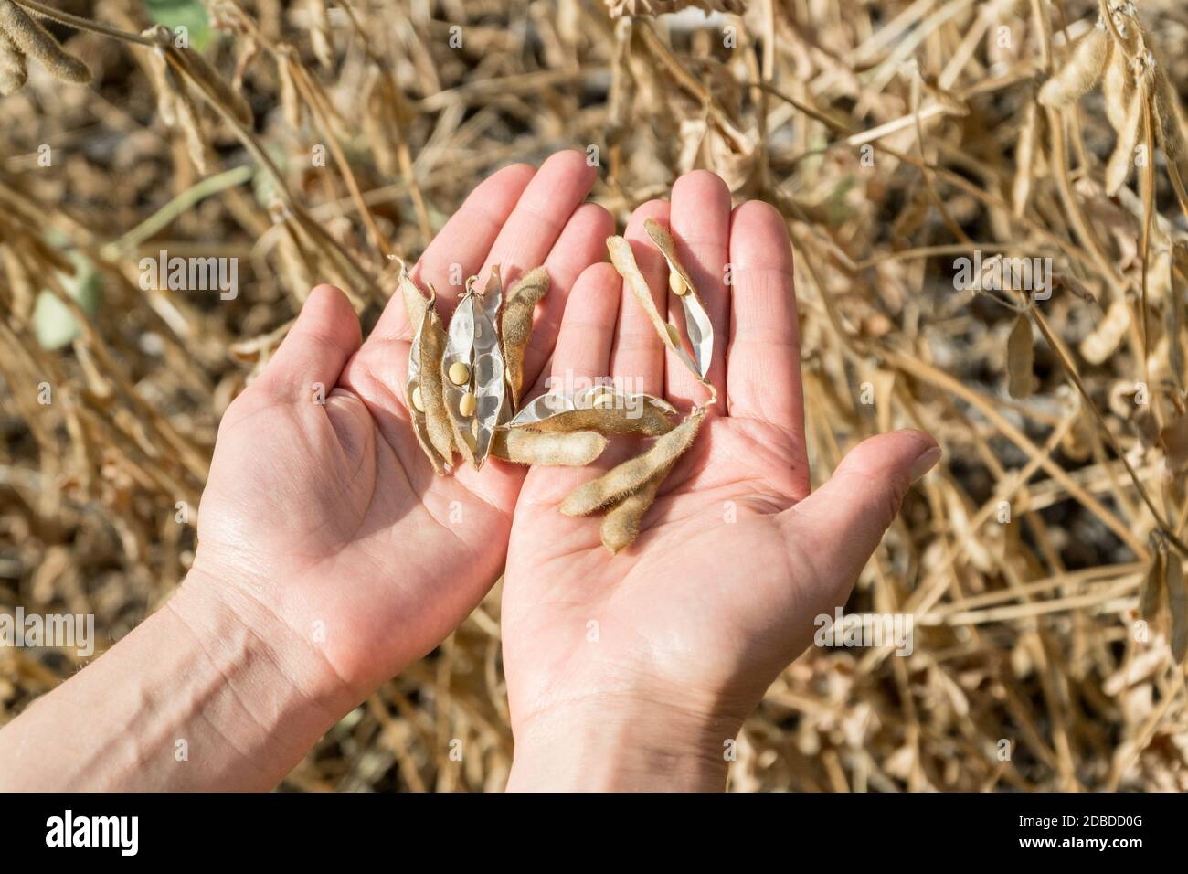 Ripe soybeans in human hands on a soybean field. Agriculture production ...