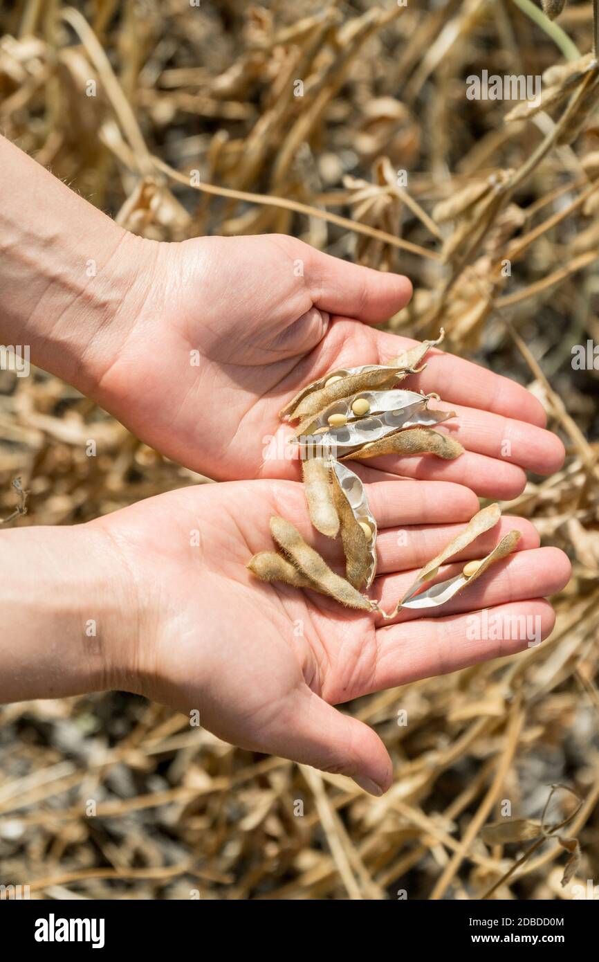 Ripe soybeans in human hands on a soybean field. Agriculture production ...