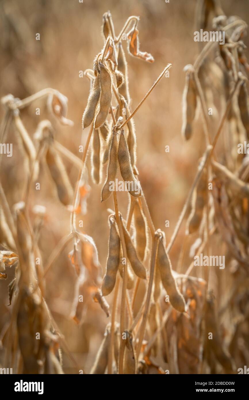 Farmer harvesting soybeans hi-res stock photography and images - Alamy