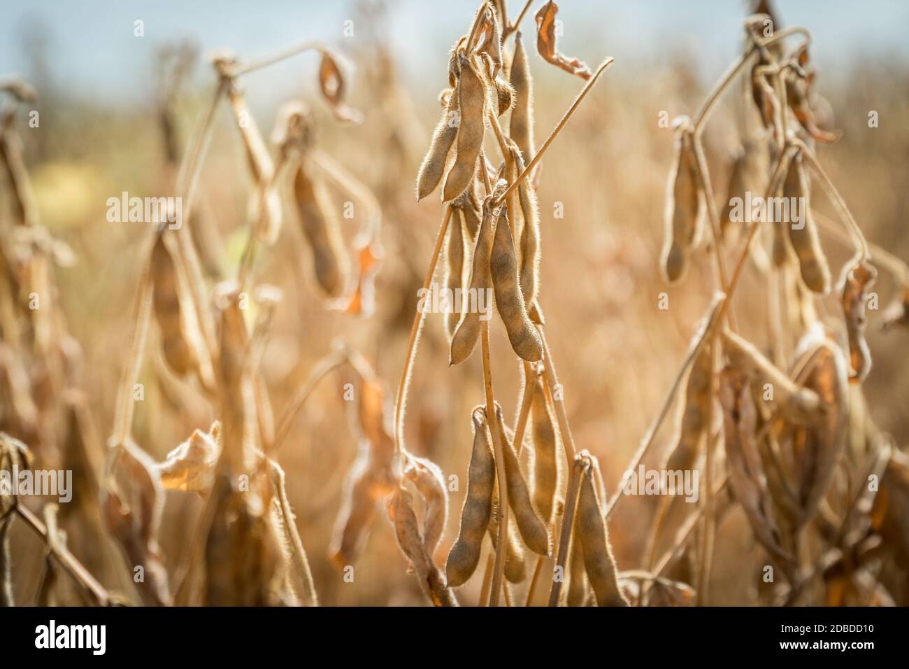 Ripe soybeans ready for harvesting on a farmer's field. Agriculture ...