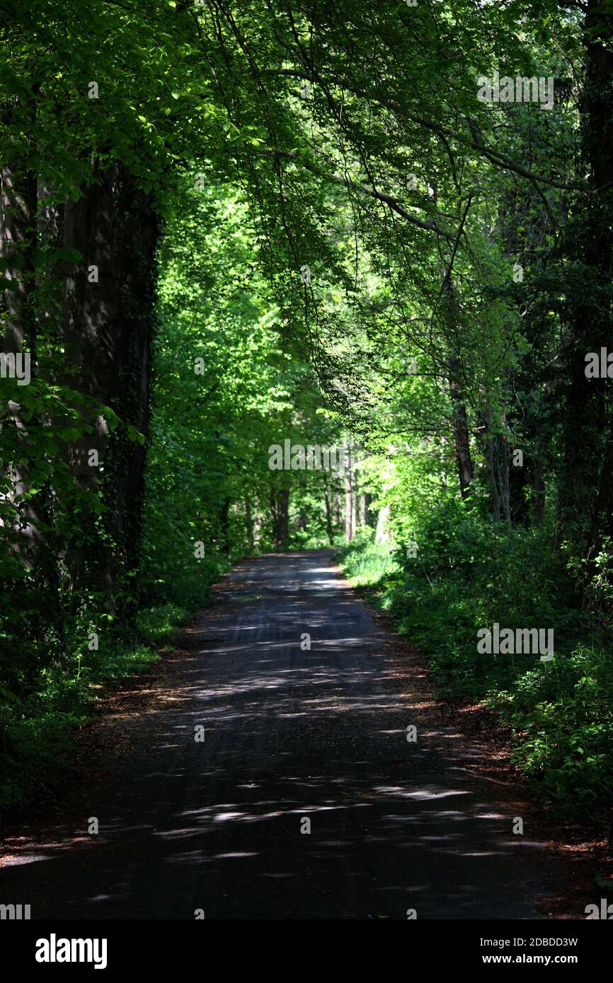 A avenue with trees Stock Photo - Alamy