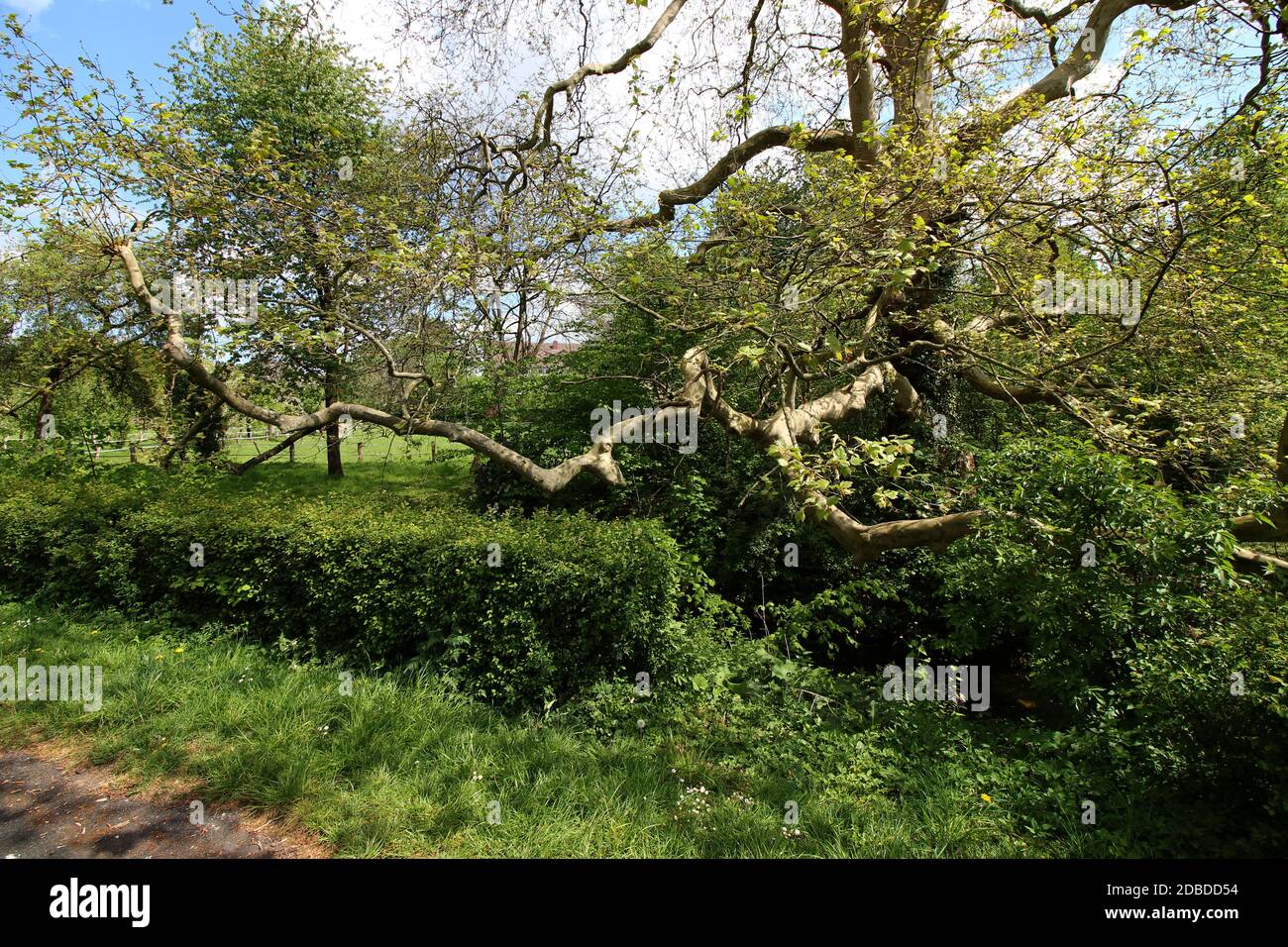 A gnarled old tree Stock Photo - Alamy