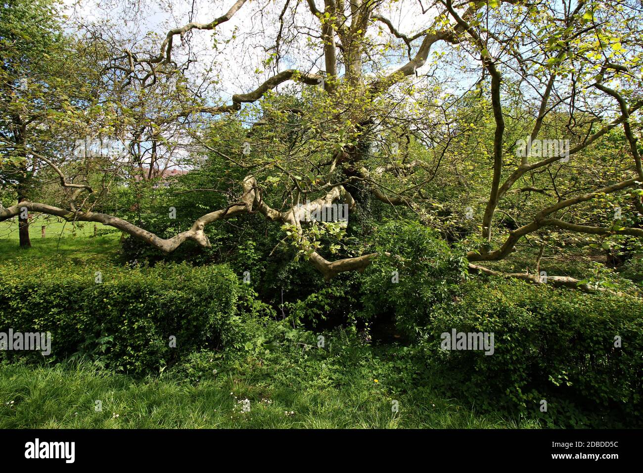 Gnarled Tree Branch High Resolution Stock Photography and Images - Alamy