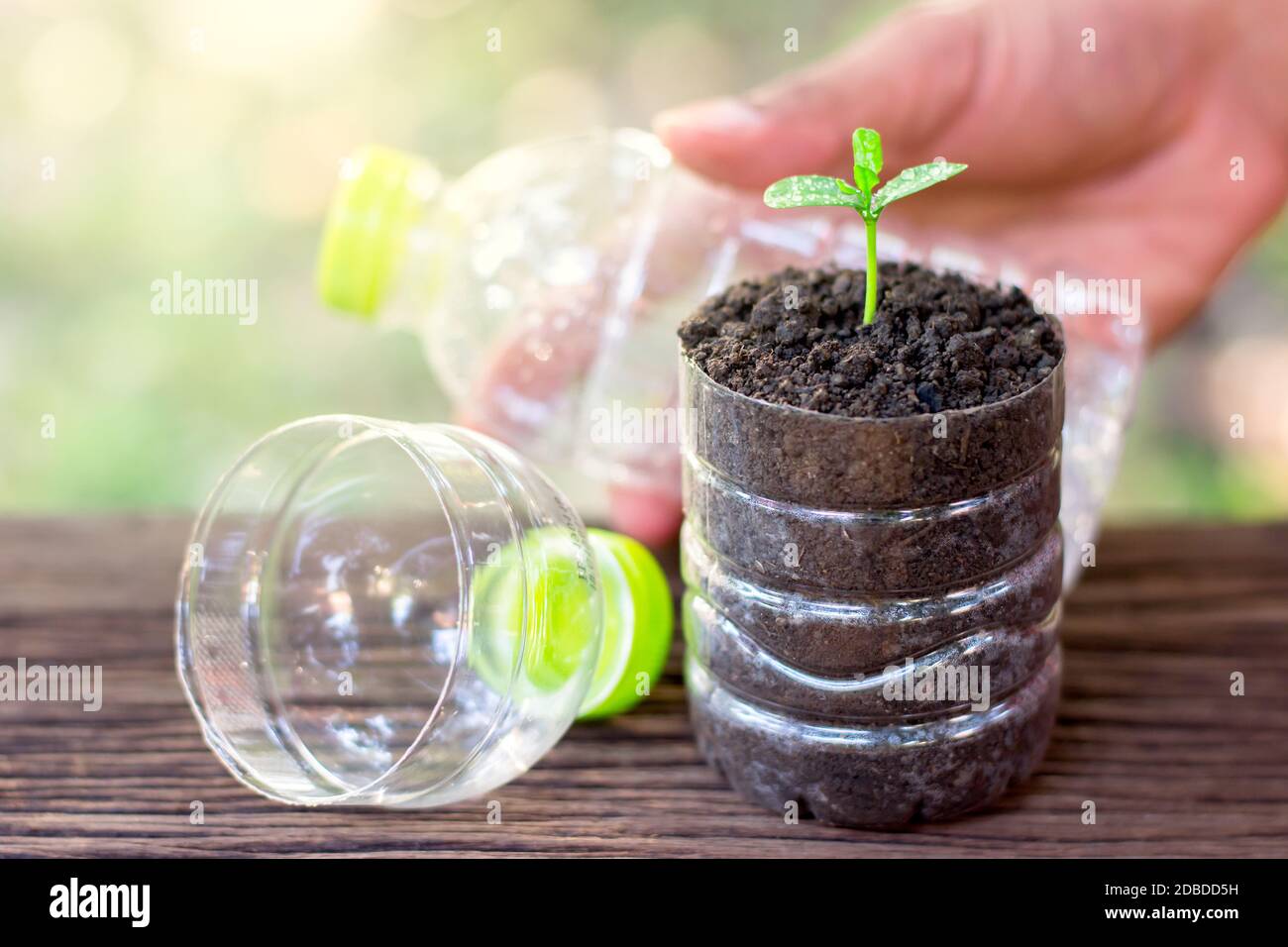 Planting seedlings in plastic bottles placed on the wooden floor Stock ...