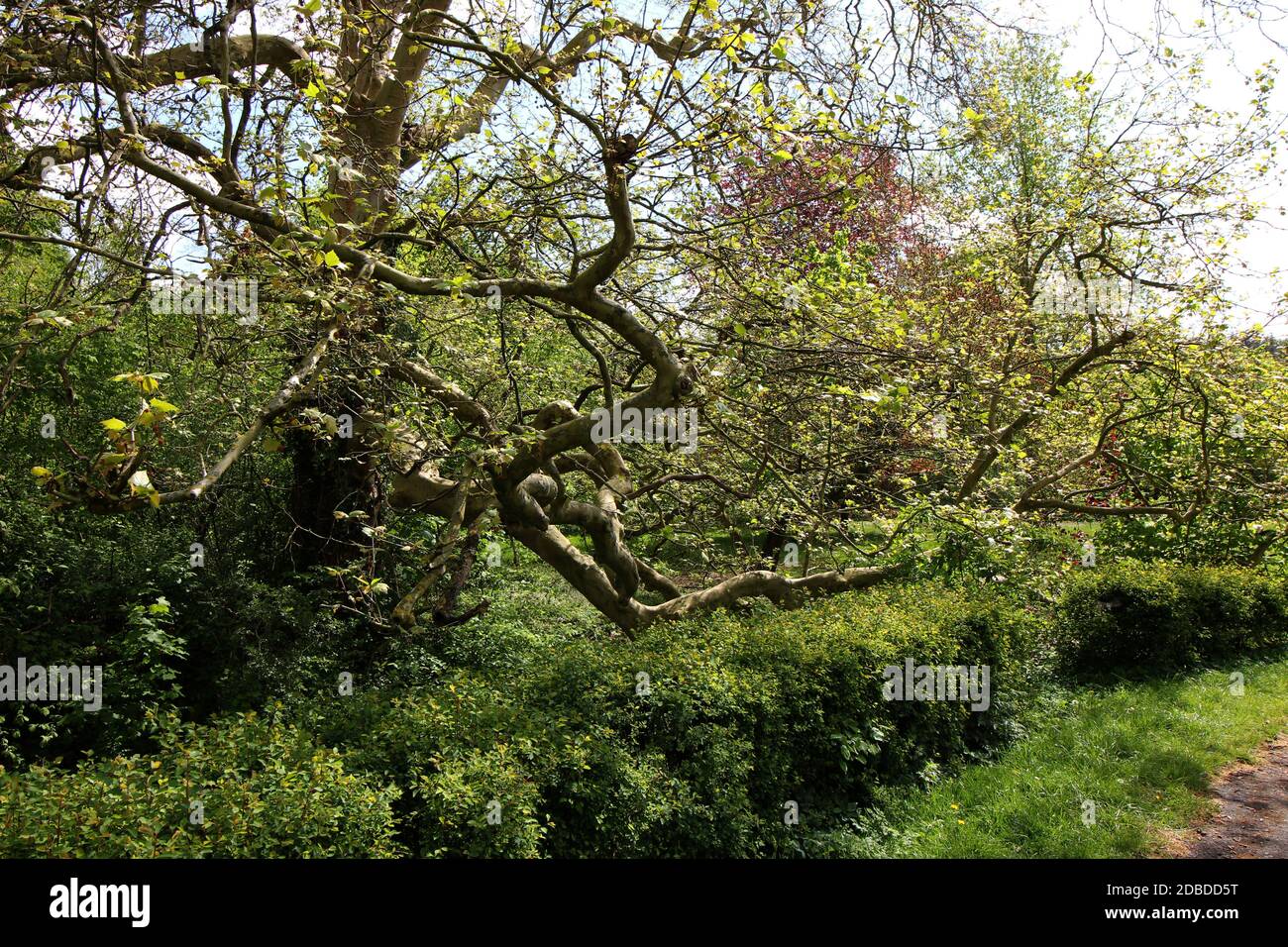 Gnarled tree branch hi-res stock photography and images - Alamy