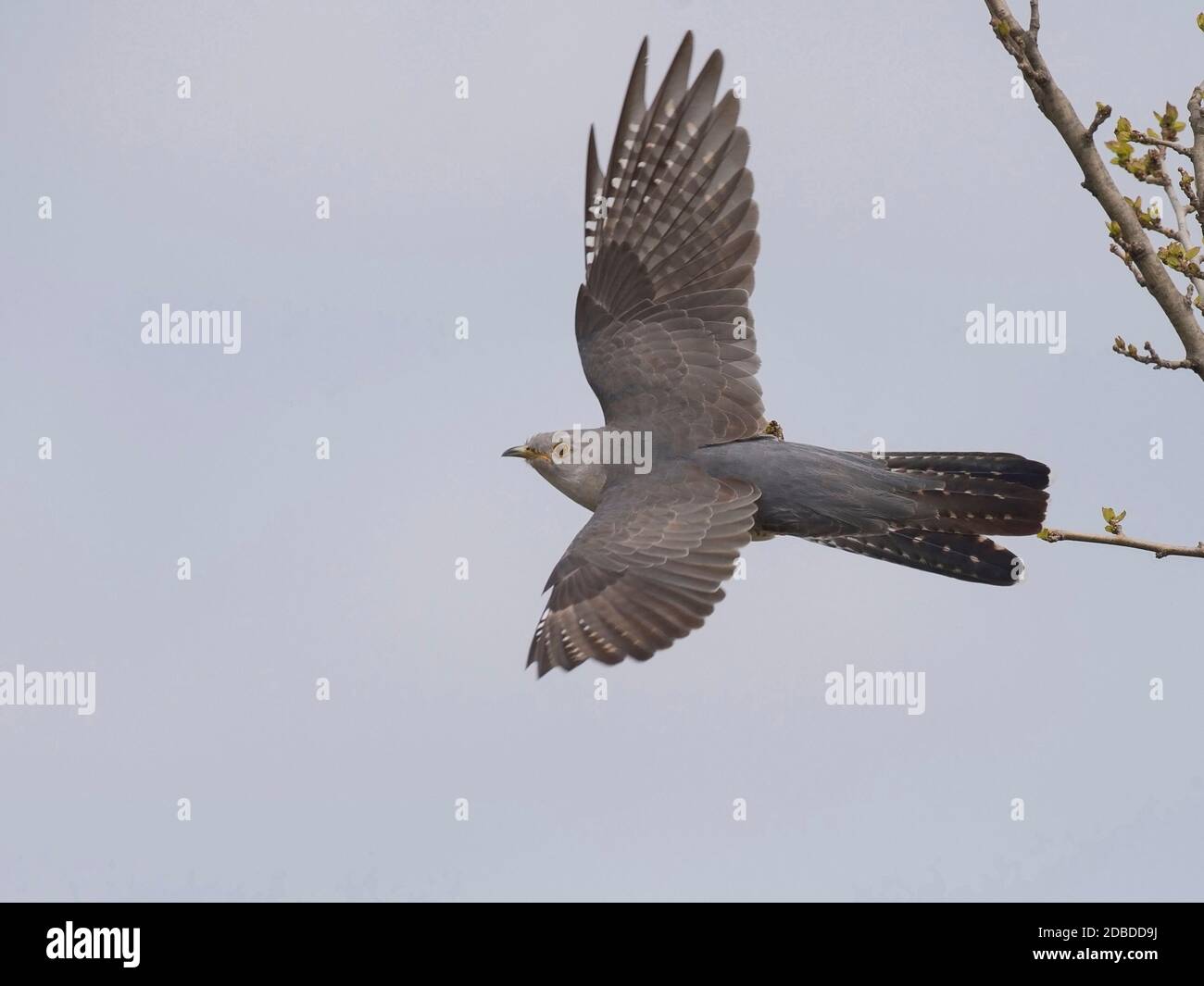 Common cuckoo in flight at Letea in Romania Stock Photo - Alamy