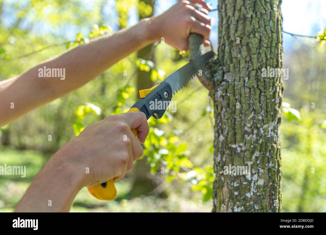 A man cuts a dry branch with a hand saw on a tree in the forest Stock ...