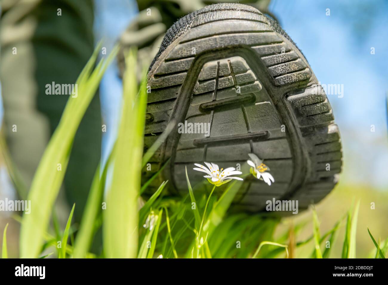 a man's foot steps on a blooming flower in the forest. Humanity and the ...