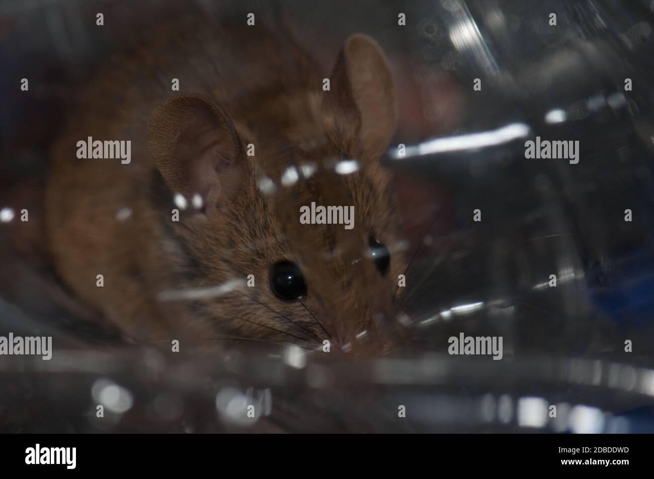 House mouse trapped inside a plastic bottle. Cruz de Pajonales. Tejeda ...