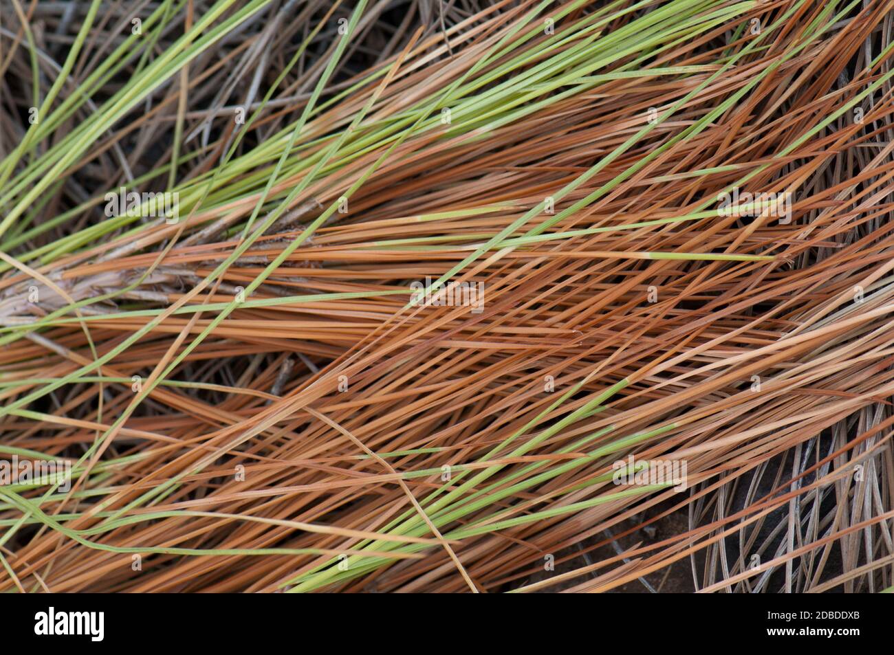 Fallen needles of Canary Island pine, Pinus canariensis. Las Brujas ...