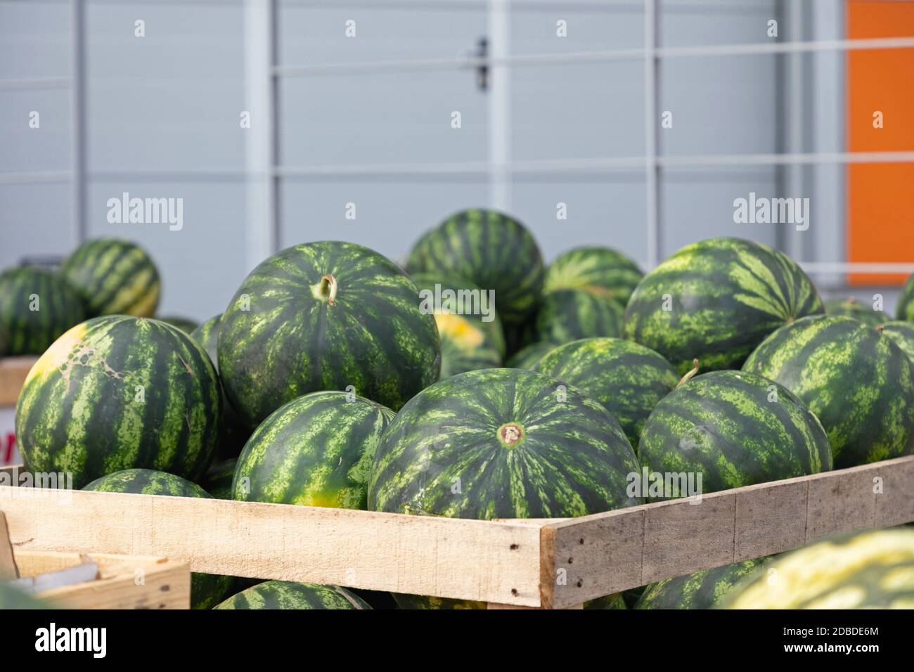 Big Watermelons in Crates at Wholesale Warehouse Stock Photo - Alamy