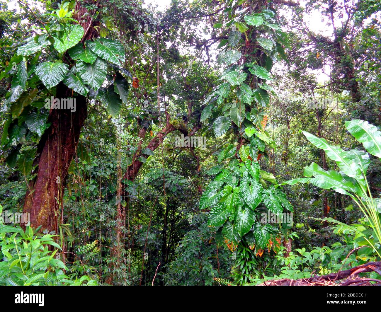 The tropical rain forest near Capesterre-Belle-Eau, Guadeloupe Stock ...