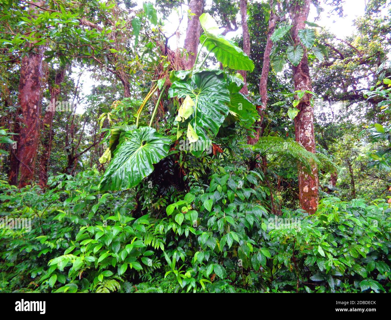 The tropical rain forest near Capesterre-Belle-Eau, Guadeloupe Stock ...