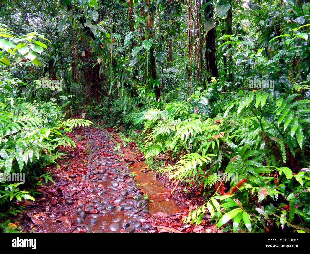 The tropical rain forest near Capesterre-Belle-Eau, Guadeloupe Stock ...