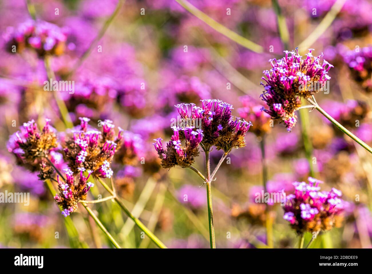 Verbena bonariensis known as purpletop, clustertop, South American, Brazilian or Argentinian ...