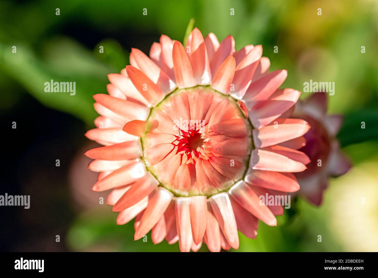 Xerochrysum bracteatum known as the golden everlasting or strawflower ...