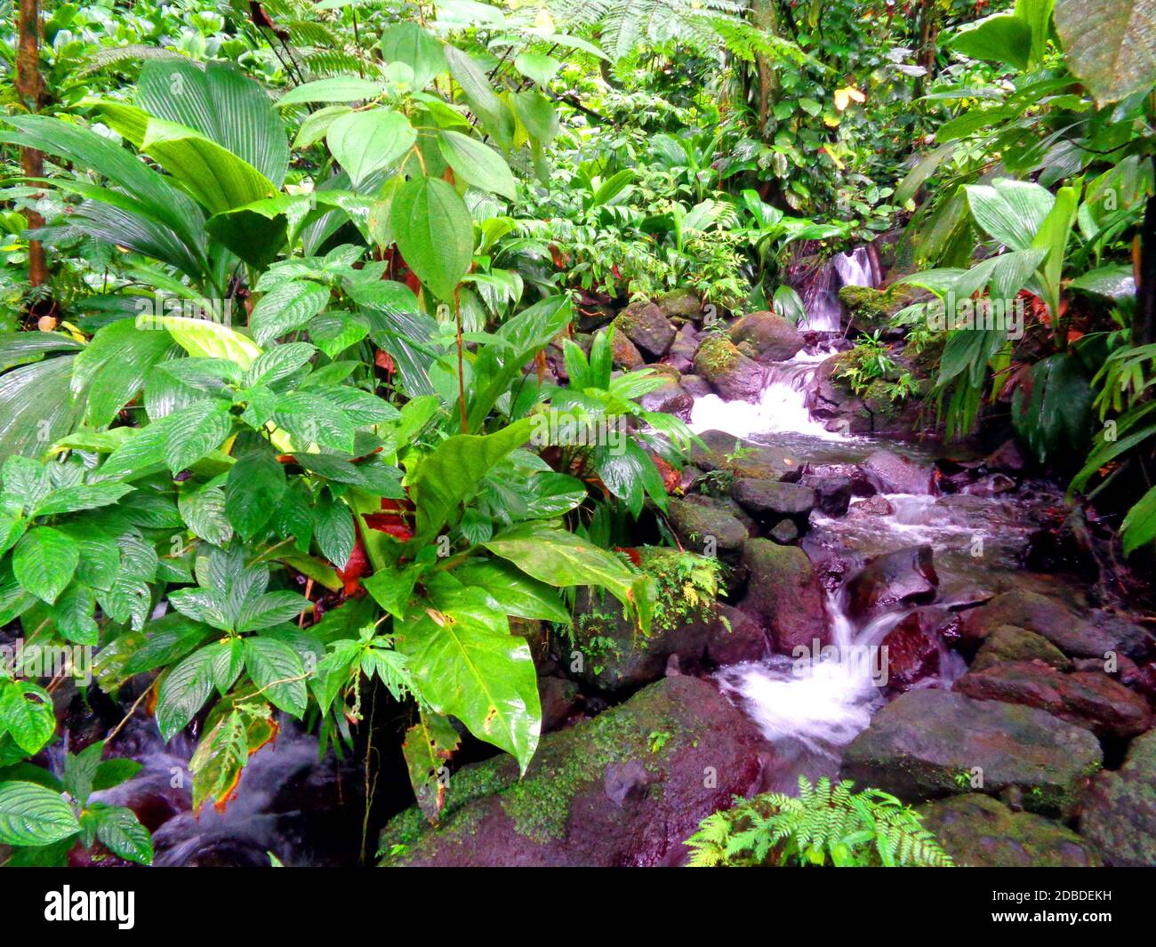The tropical rain forest near Capesterre-Belle-Eau, Guadeloupe Stock ...