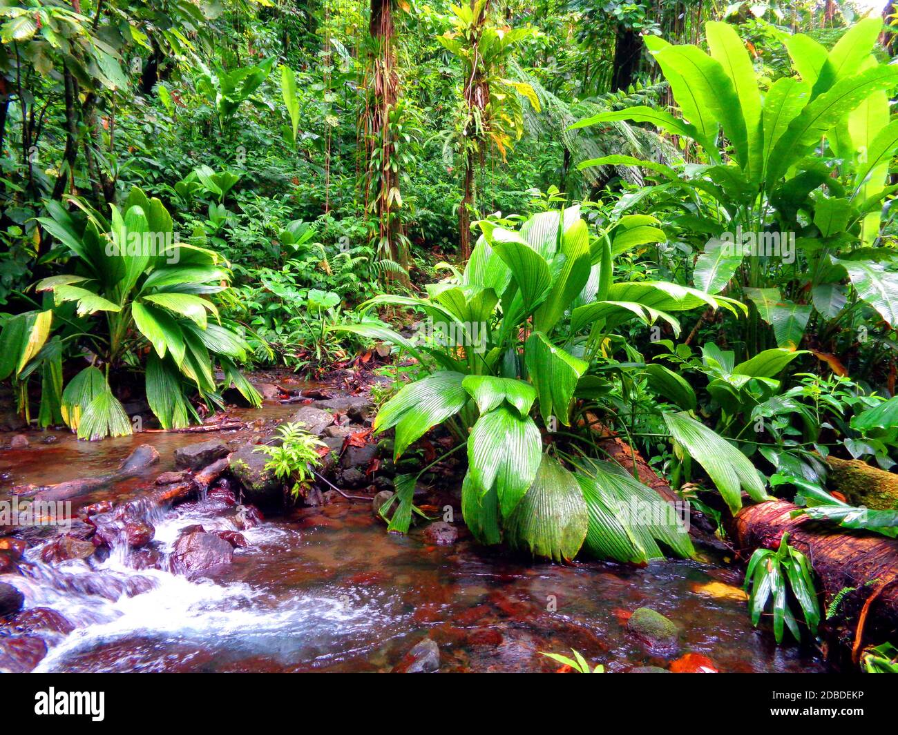 The tropical rain forest near Capesterre-Belle-Eau, Guadeloupe Stock ...