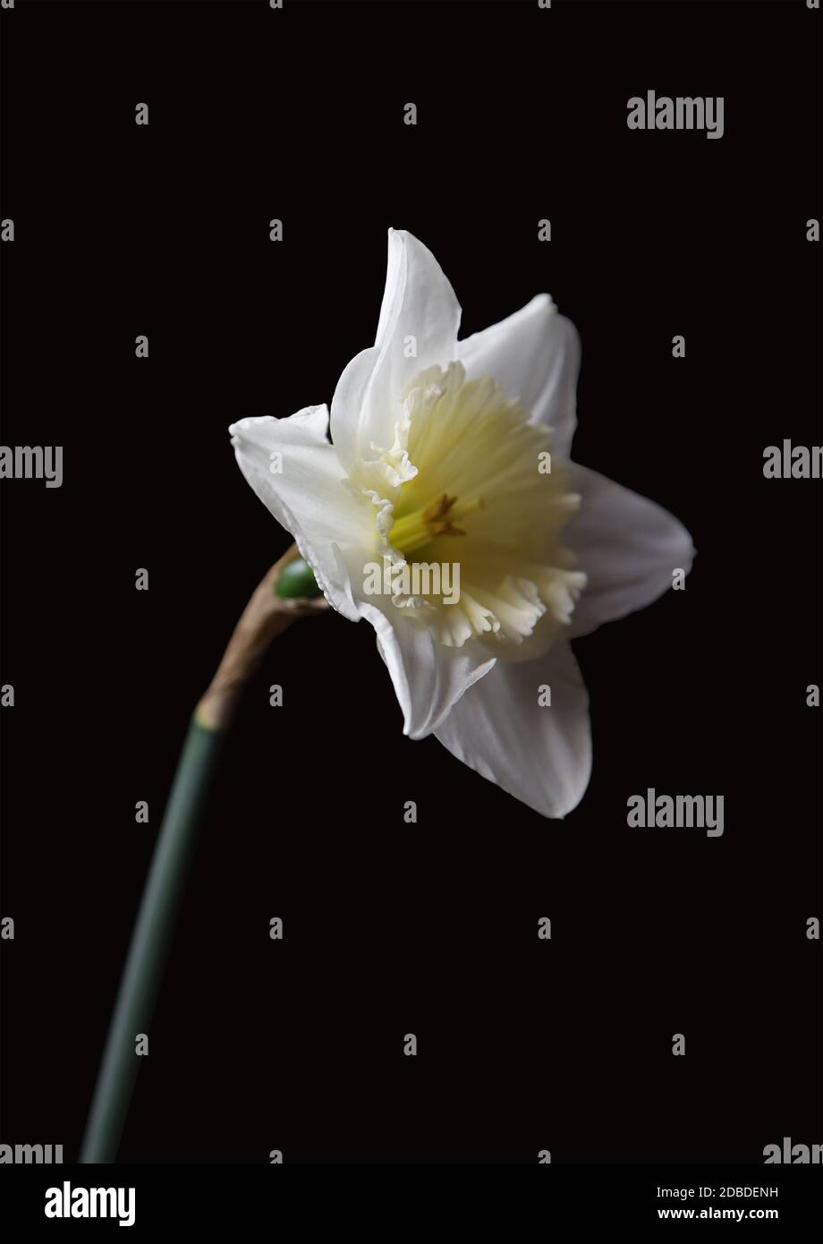 The opened flower of a garden white daffodil Stock Photo - Alamy