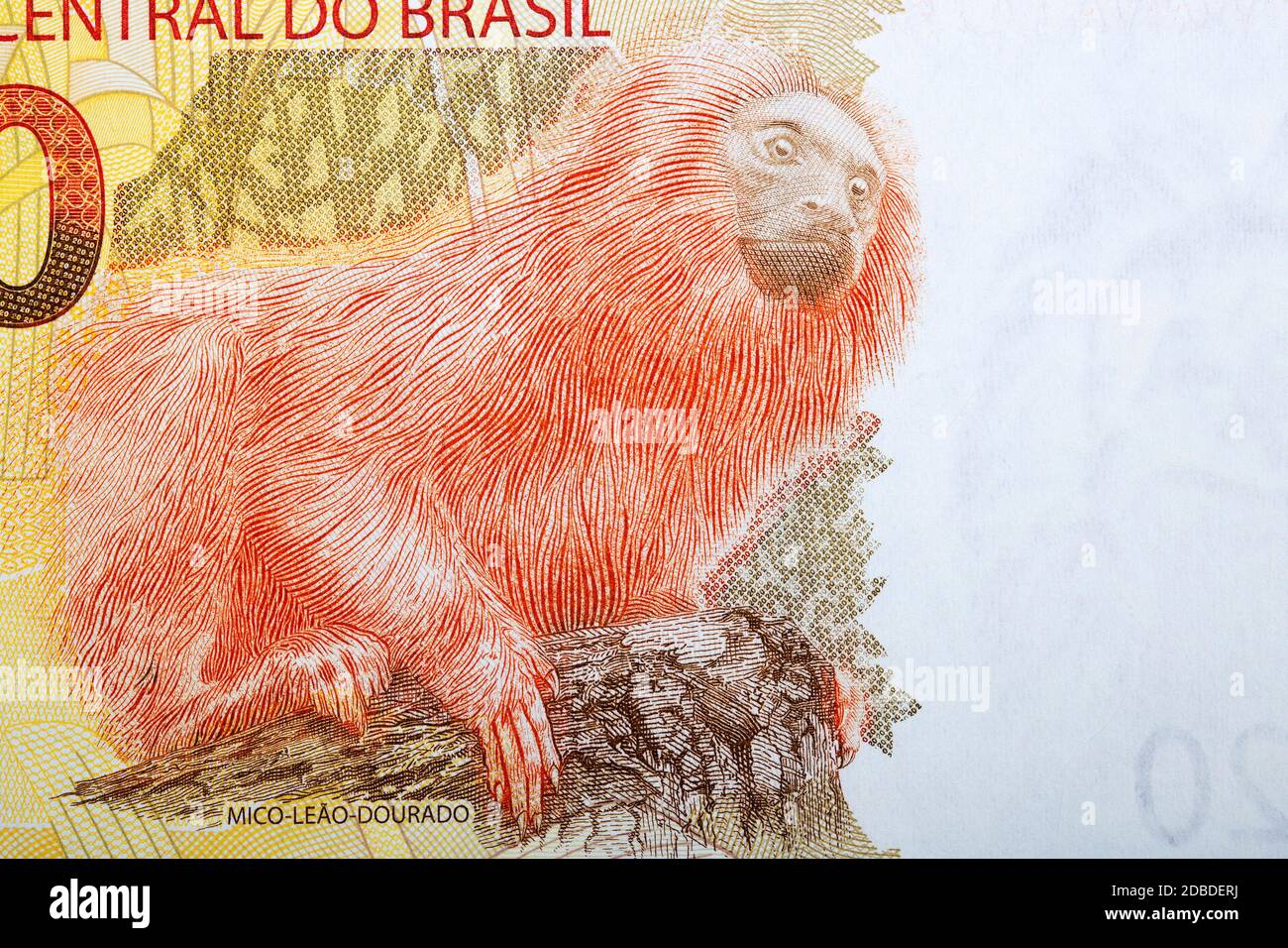 Golden lion tamarin a portrait from Brazilian money Stock Photo - Alamy