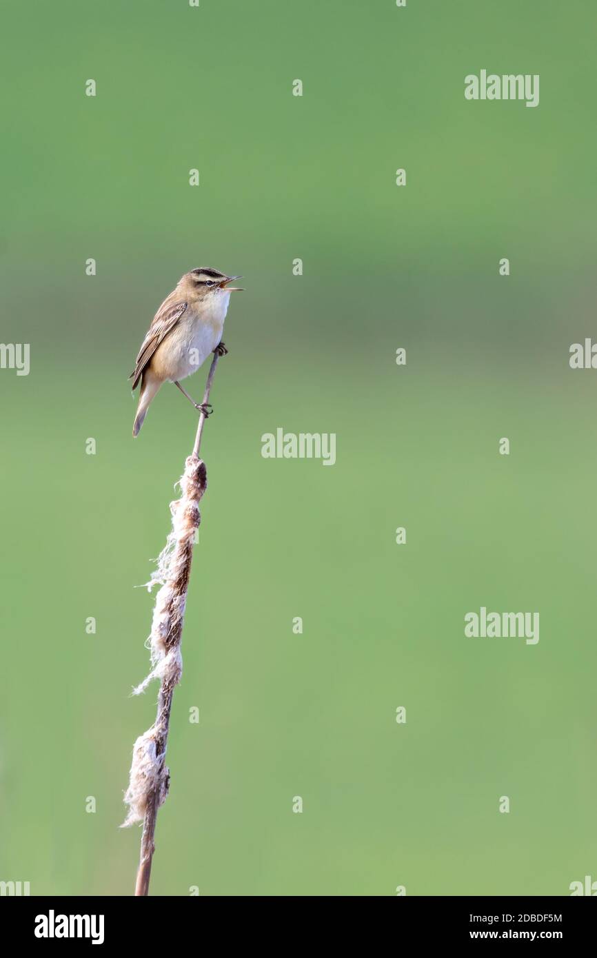 small song bird Sedge warbler (Acrocephalus schoenobaenus) sitting on the reeds. Little songbird ...