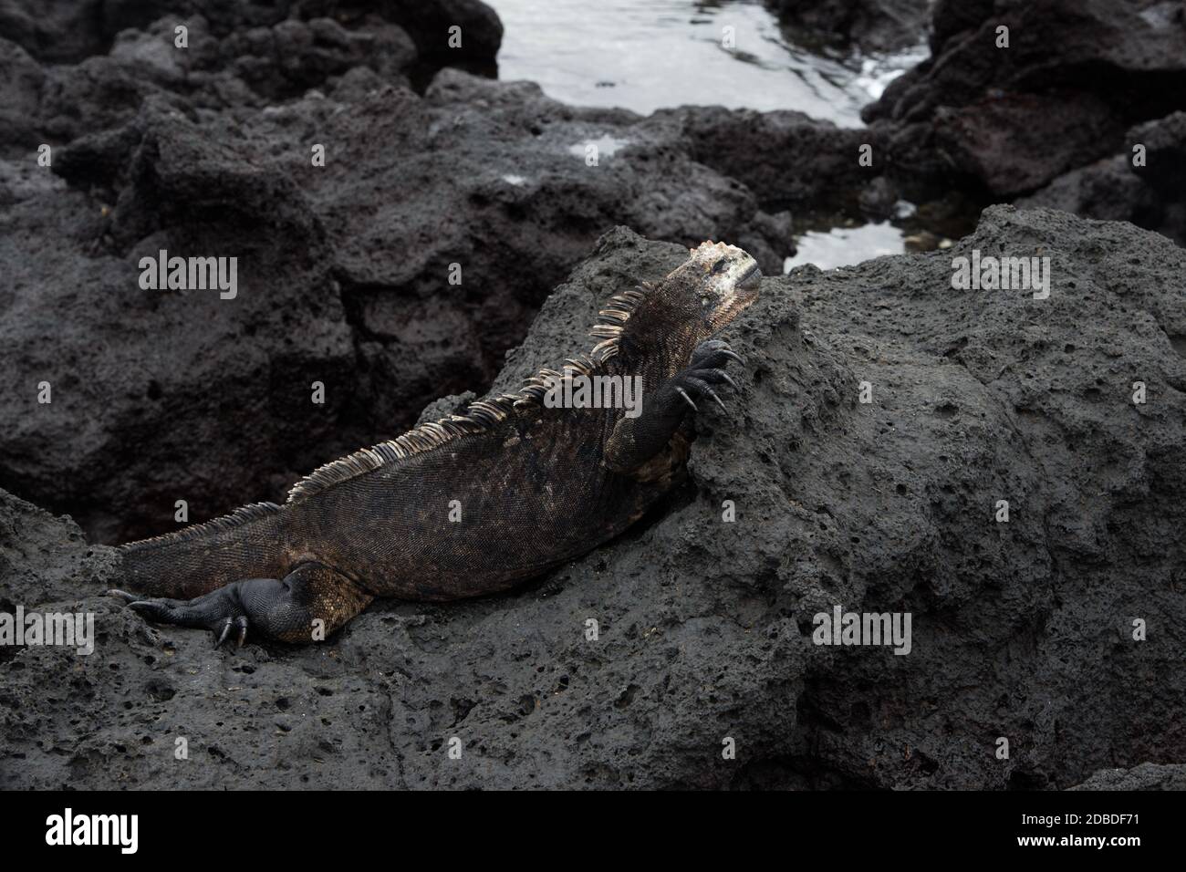 Iguana marina de galápagos hi-res stock photography and images - Alamy