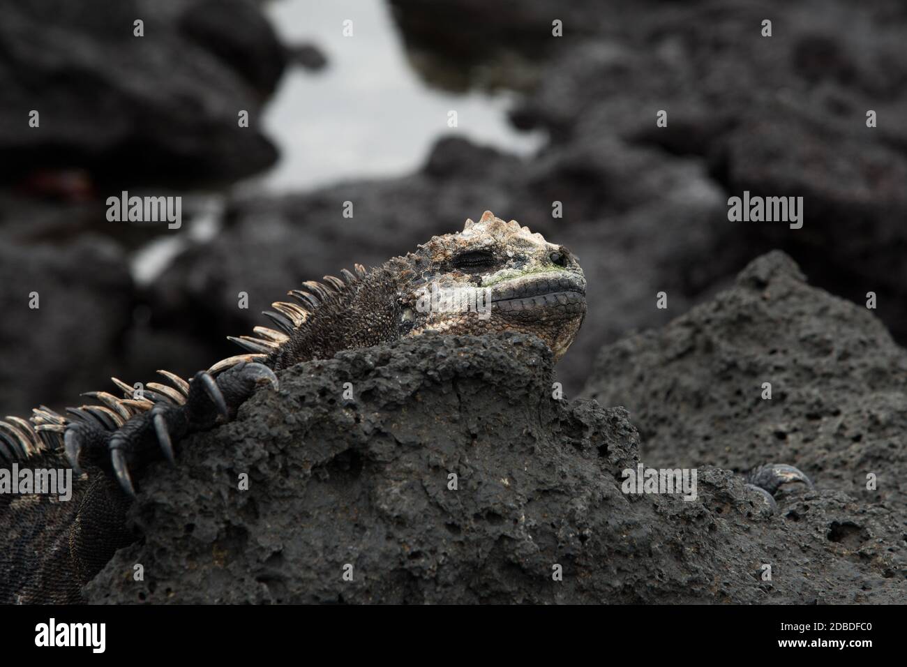 Marine iguana on the rocky lava shore of Urbina Bay at Isabela in the ...