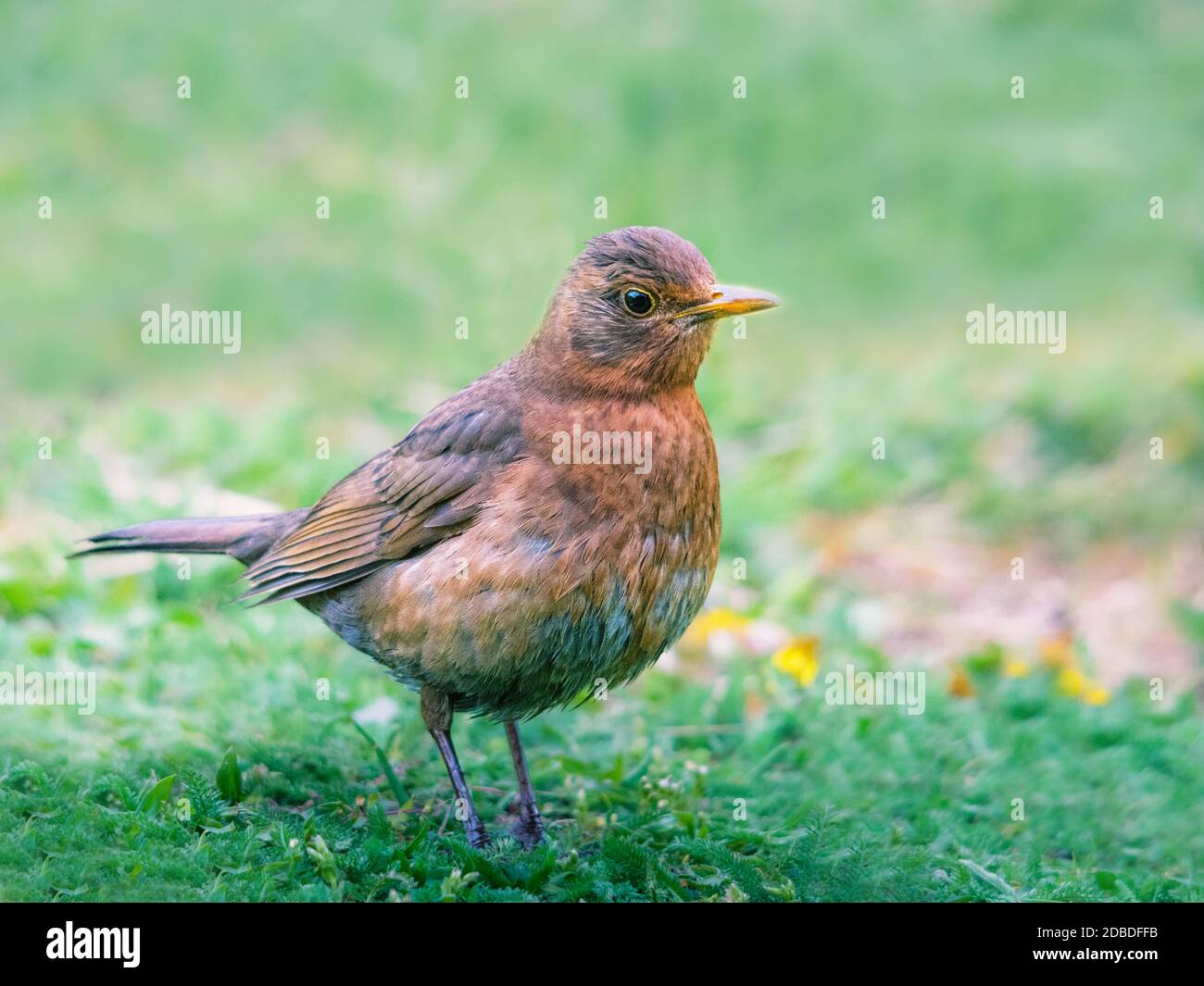 Female blackbird in the garden Stock Photo - Alamy