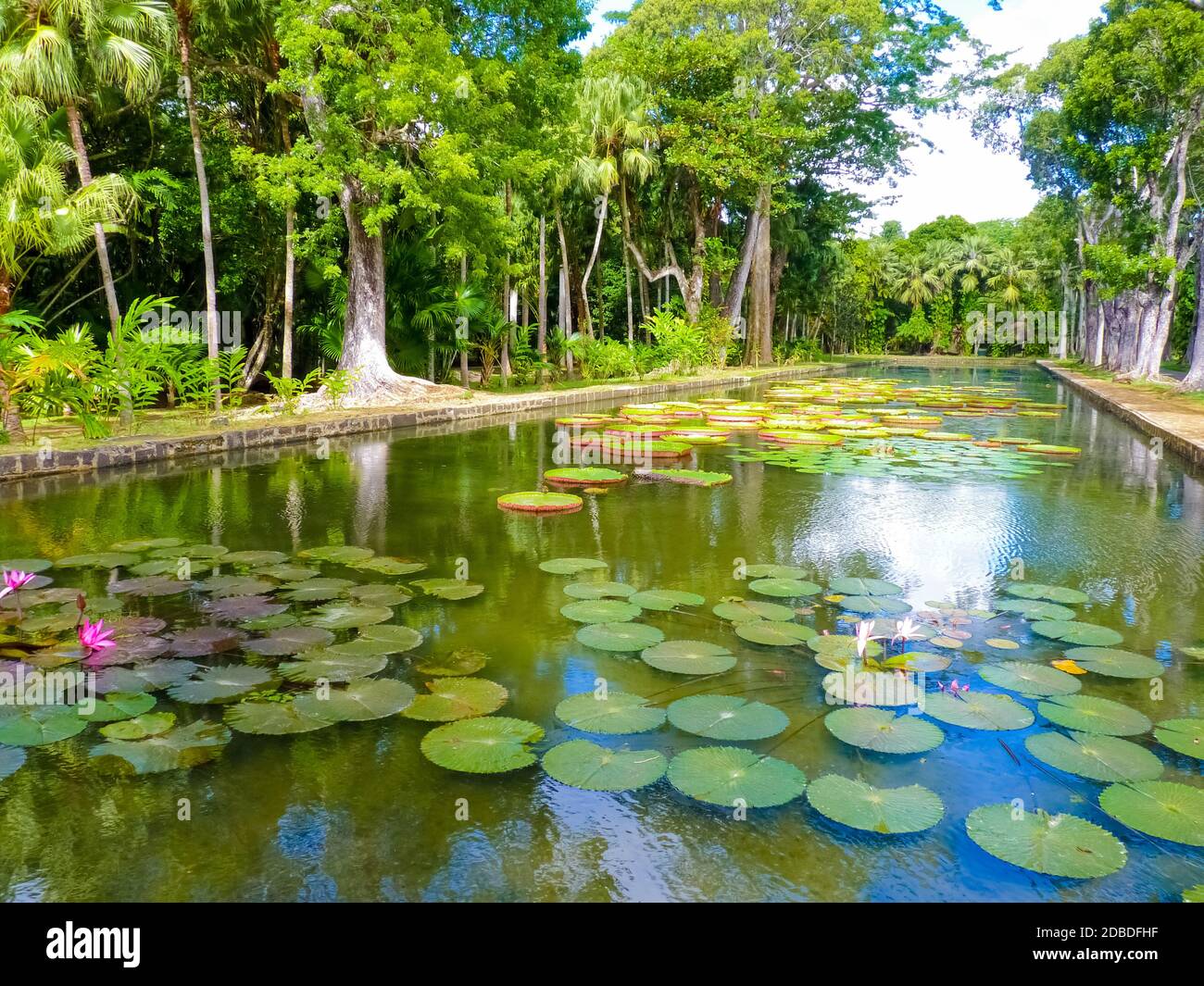 Sir Seewoosagur Ramgoolam Botanical Garden in Pamplemousses, Mauritius ...