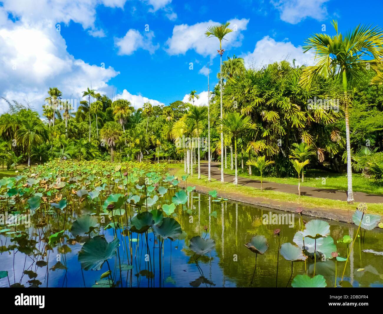 Pamplemousse botanical garden hi-res stock photography and images - Alamy