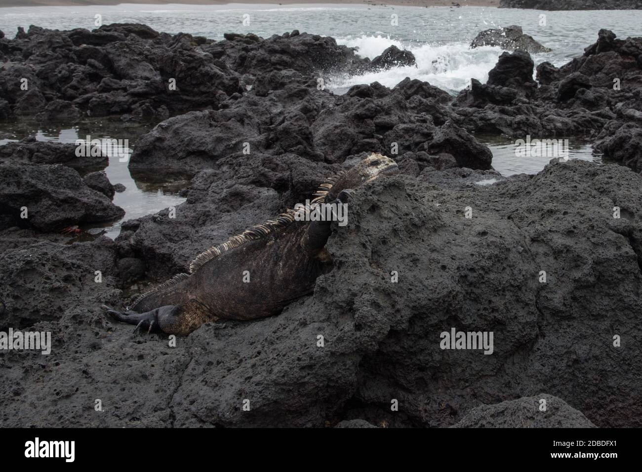 Iguana on rocky coast galapagos hi-res stock photography and images - Alamy