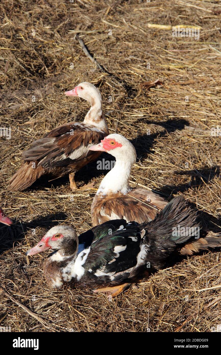 muscovy ducks sit on pile of manure in poultry. Poultry in yard ...