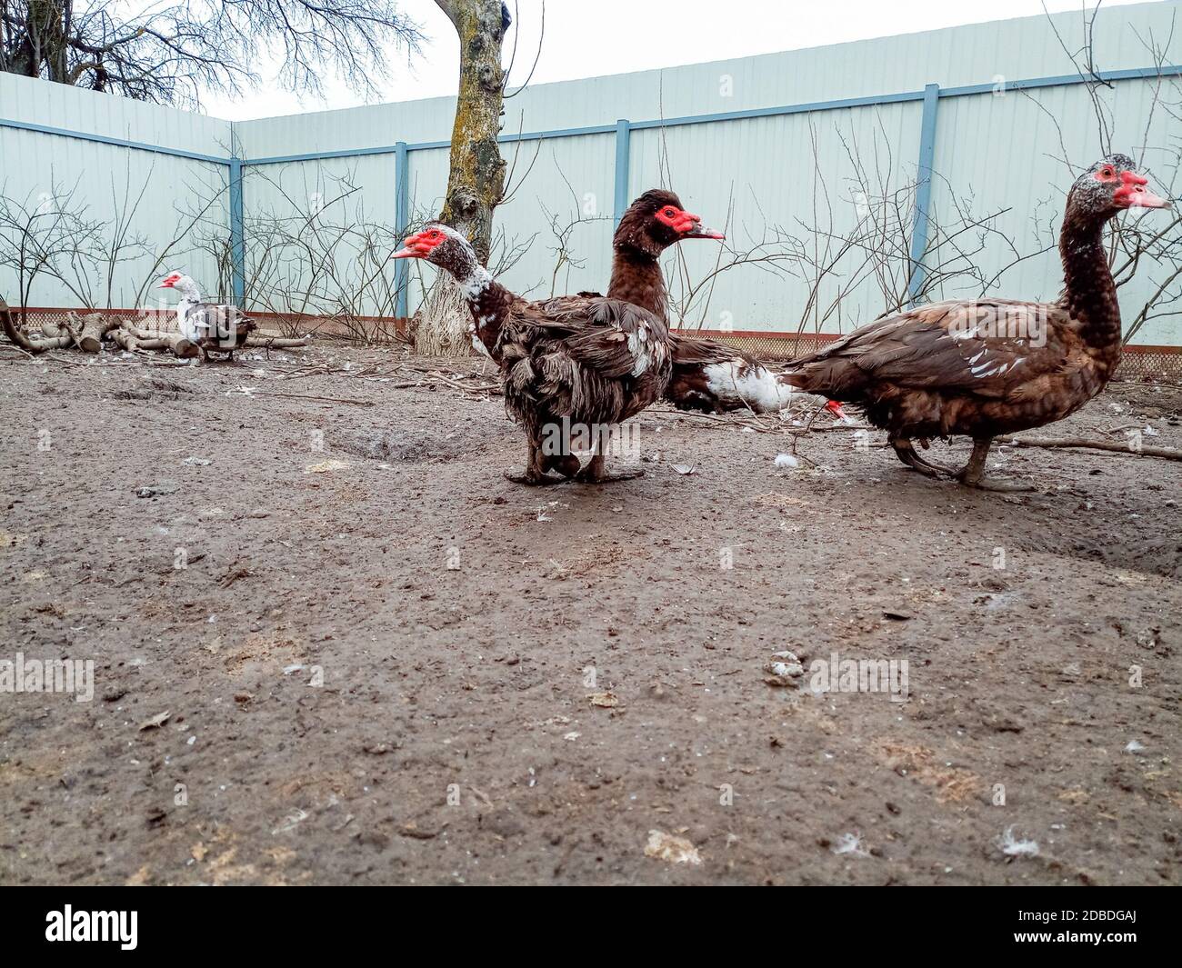 Female Muscovy Ducks High Resolution Stock Photography and Images - Alamy