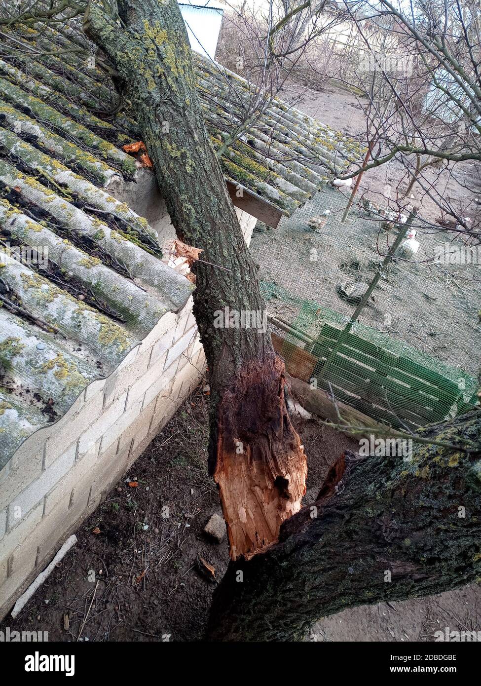 A windbroken apricot tree fell on the shed and broke the roof Stock ...