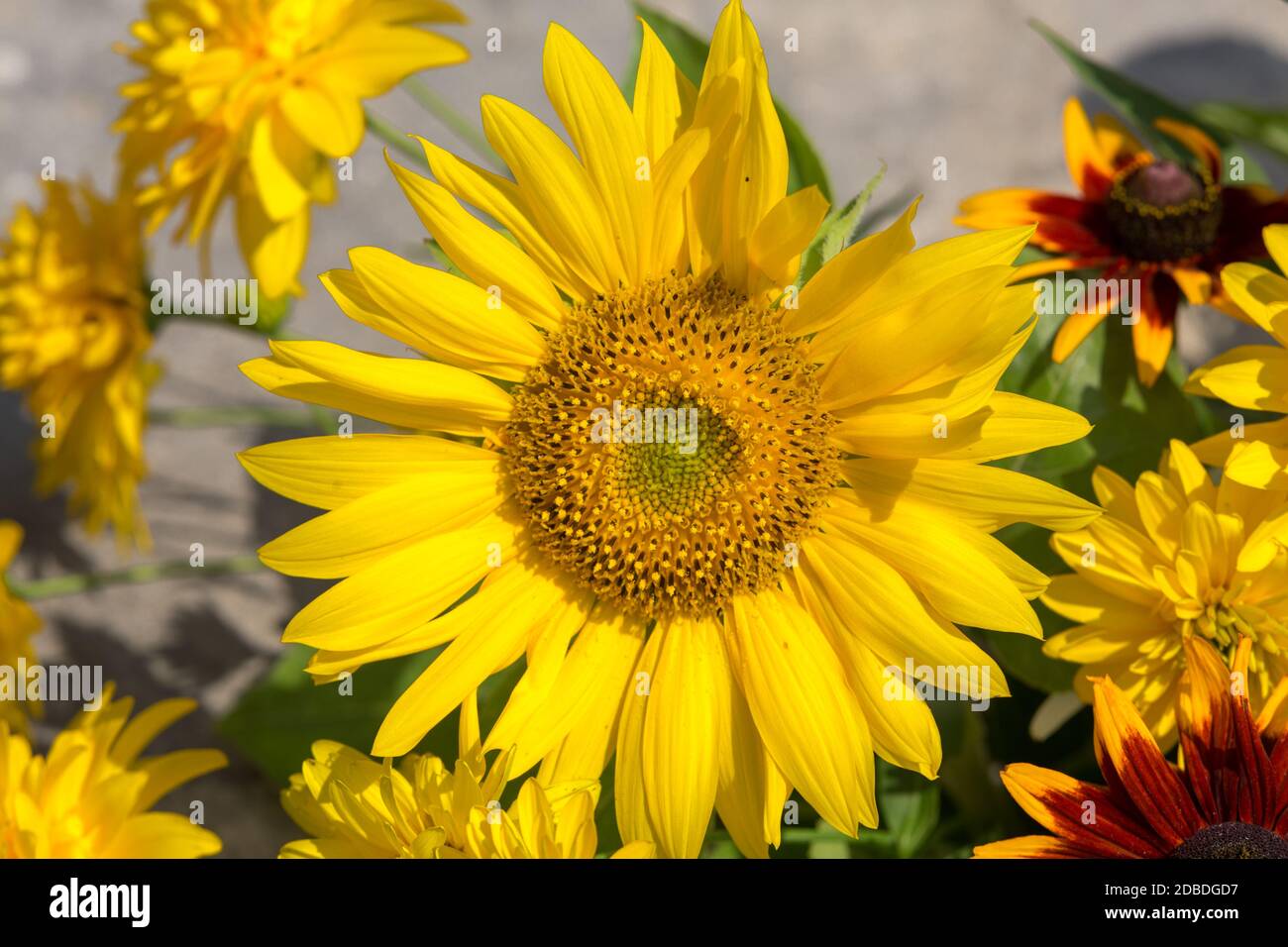 the beautiful bouquet from sunflowers, hydrangeas and chrysanthemums ...