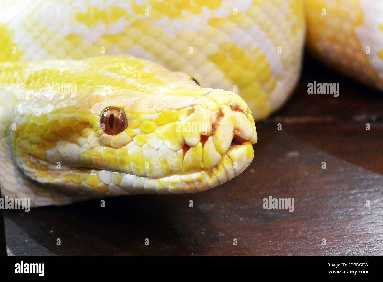 Python Regius Albino High Resolution Stock Photography and Images - Alamy