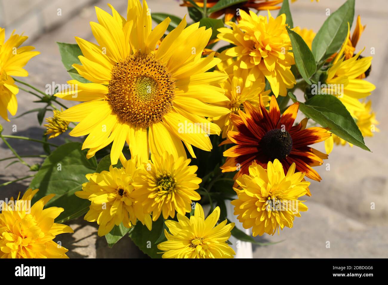 the beautiful bouquet from sunflowers, hydrangeas and chrysanthemums ...