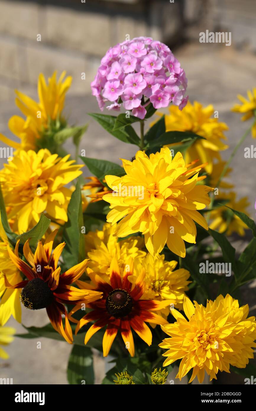 the beautiful bouquet from sunflowers, hydrangeas and chrysanthemums ...