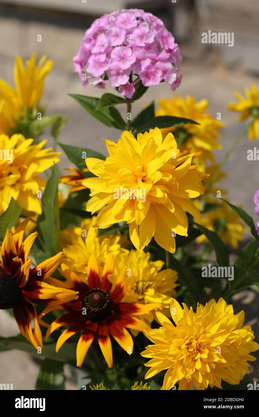 the beautiful bouquet from sunflowers, hydrangeas and chrysanthemums ...