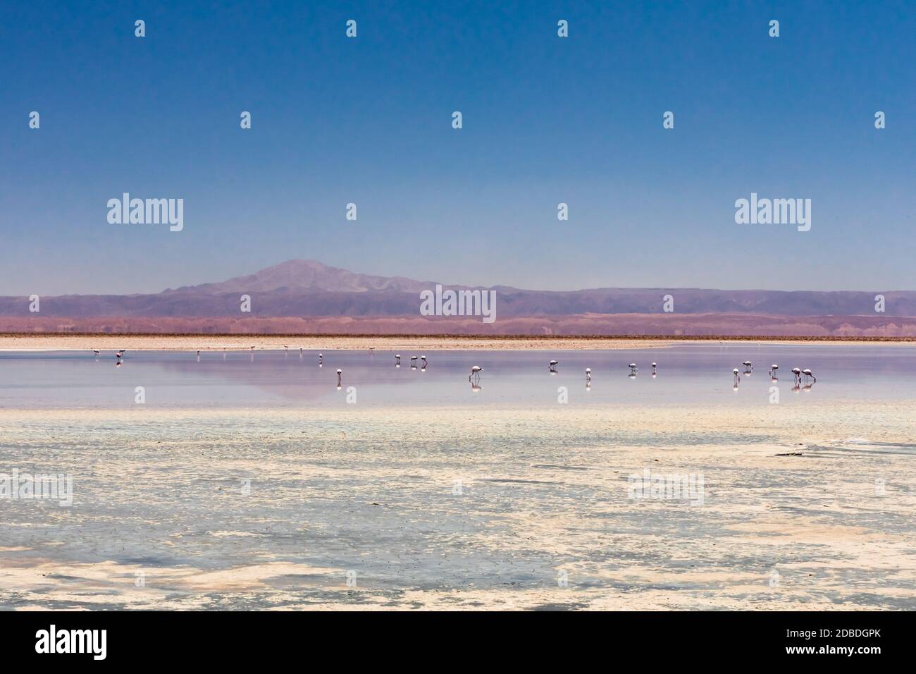 Laguna Chaxa, Atacama Desert, Chile. South America Stock Photo - Alamy