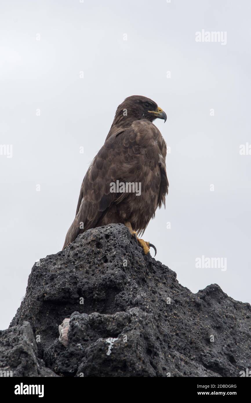 Galapagos Hawk sitting on a lava rock at Urbina Bay of Isabela Island ...