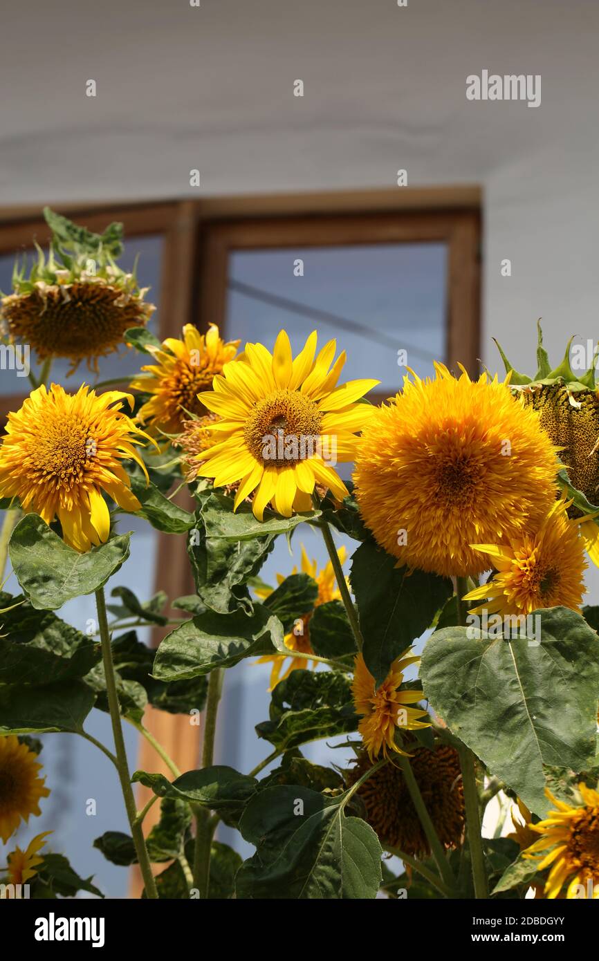 decorative sunflower, used as decoration on street Stock Photo - Alamy