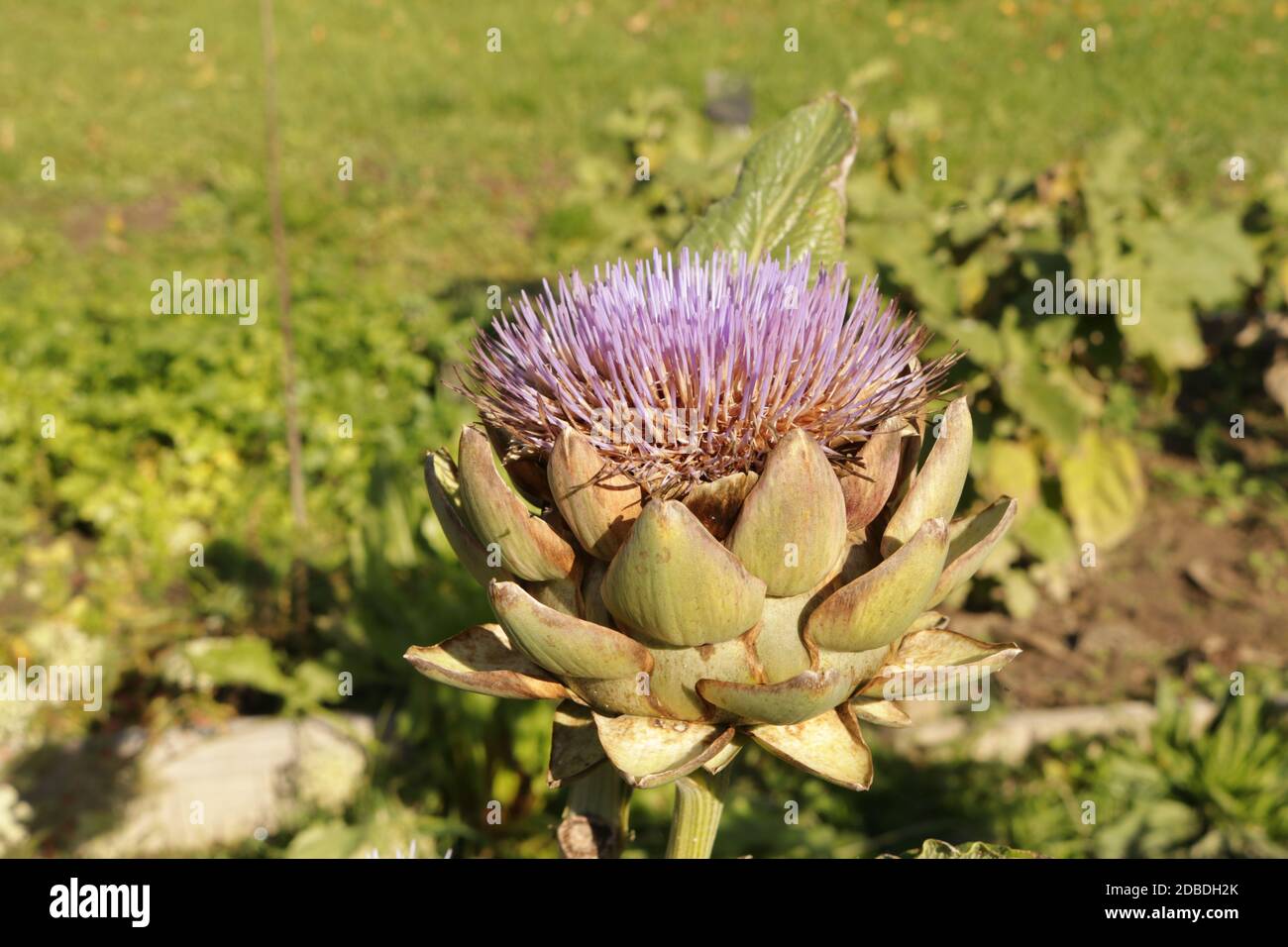 Artichoke flower - artichoke Stock Photo - Alamy