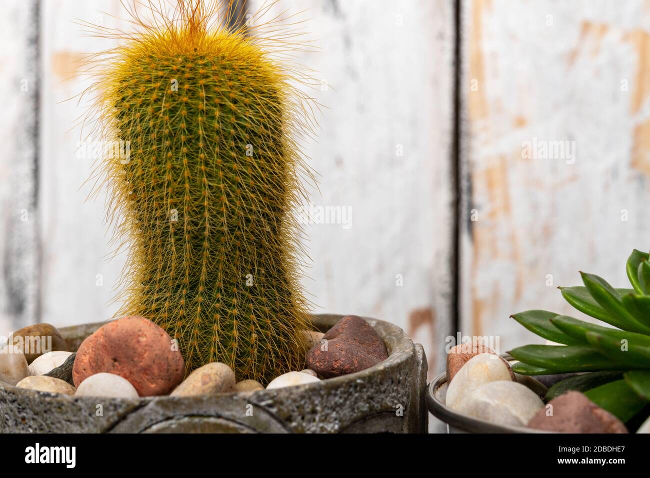Succulents in pots hi-res stock photography and images - Alamy