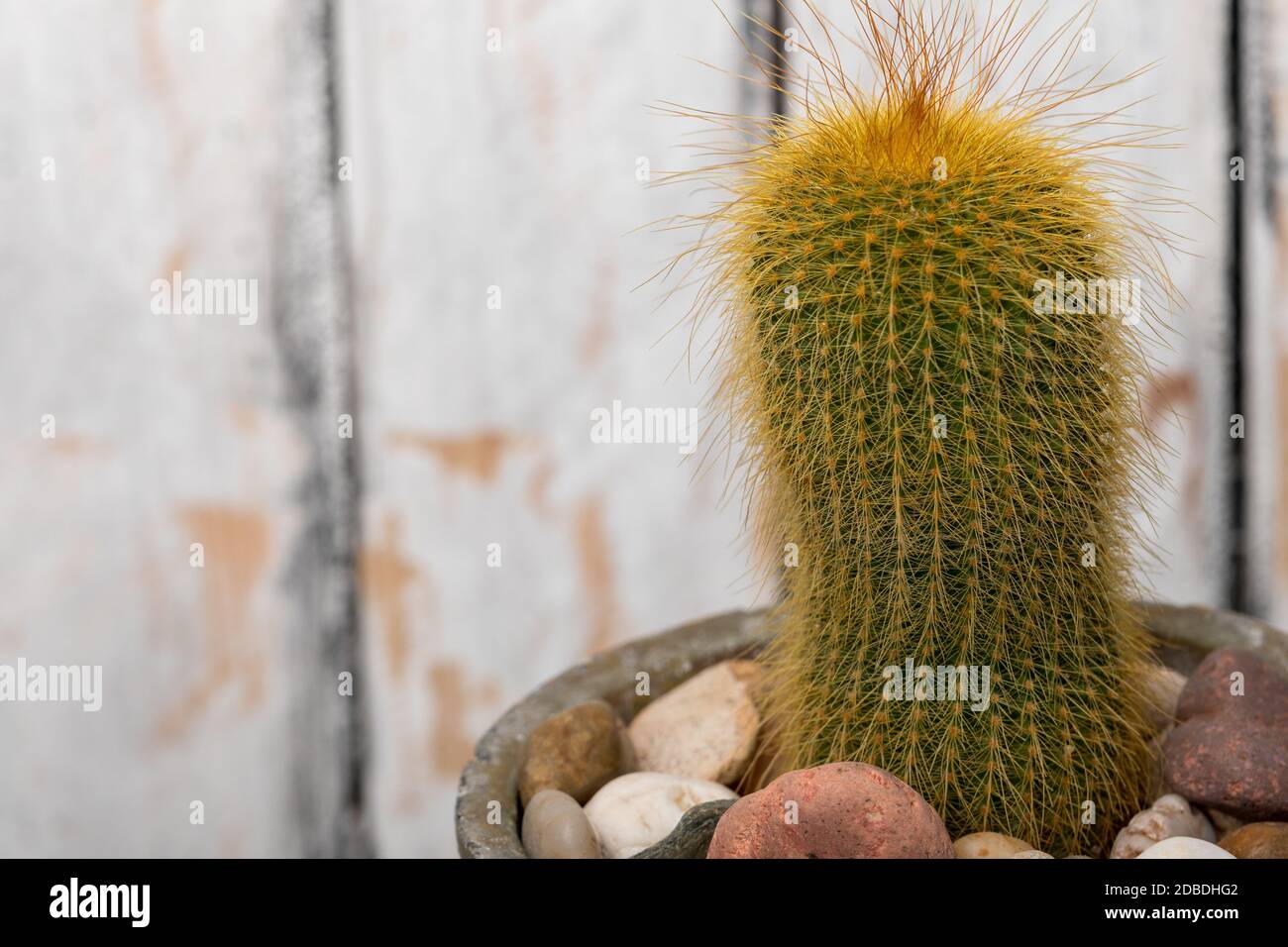prickly pears and succulents in small decorative pots next to round ...