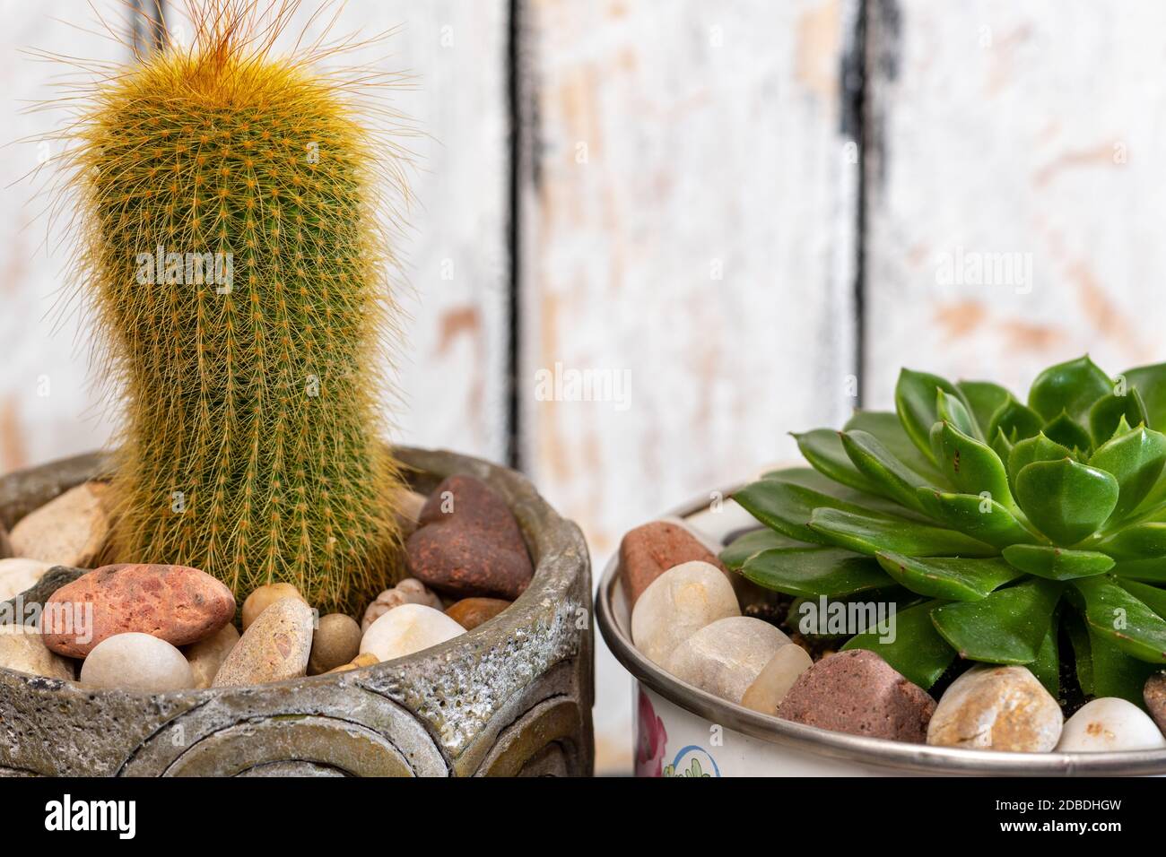 prickly pears and succulents in small decorative pots next to round ...