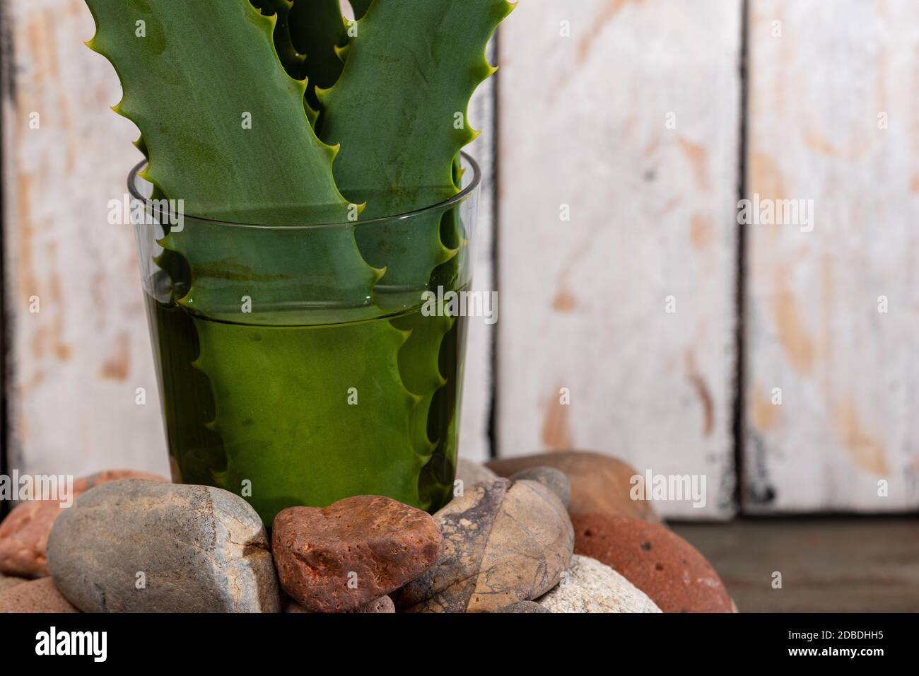 prickly pears and succulents in small decorative pots next to round ...