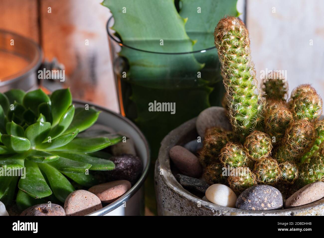 prickly pears and succulents in small decorative pots next to round ...