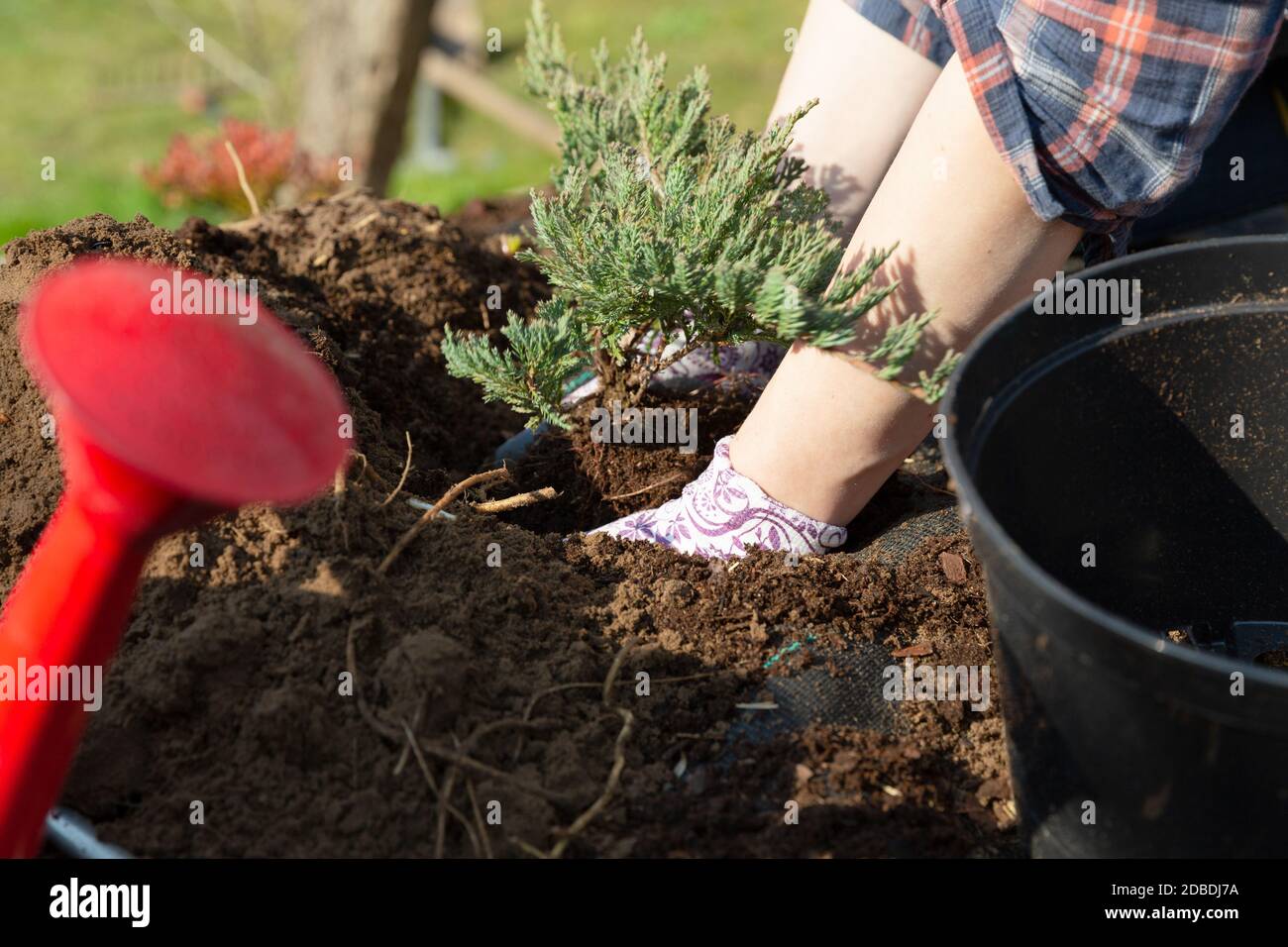 Women plating tree in a garden. Home gardening and improvement concept ...