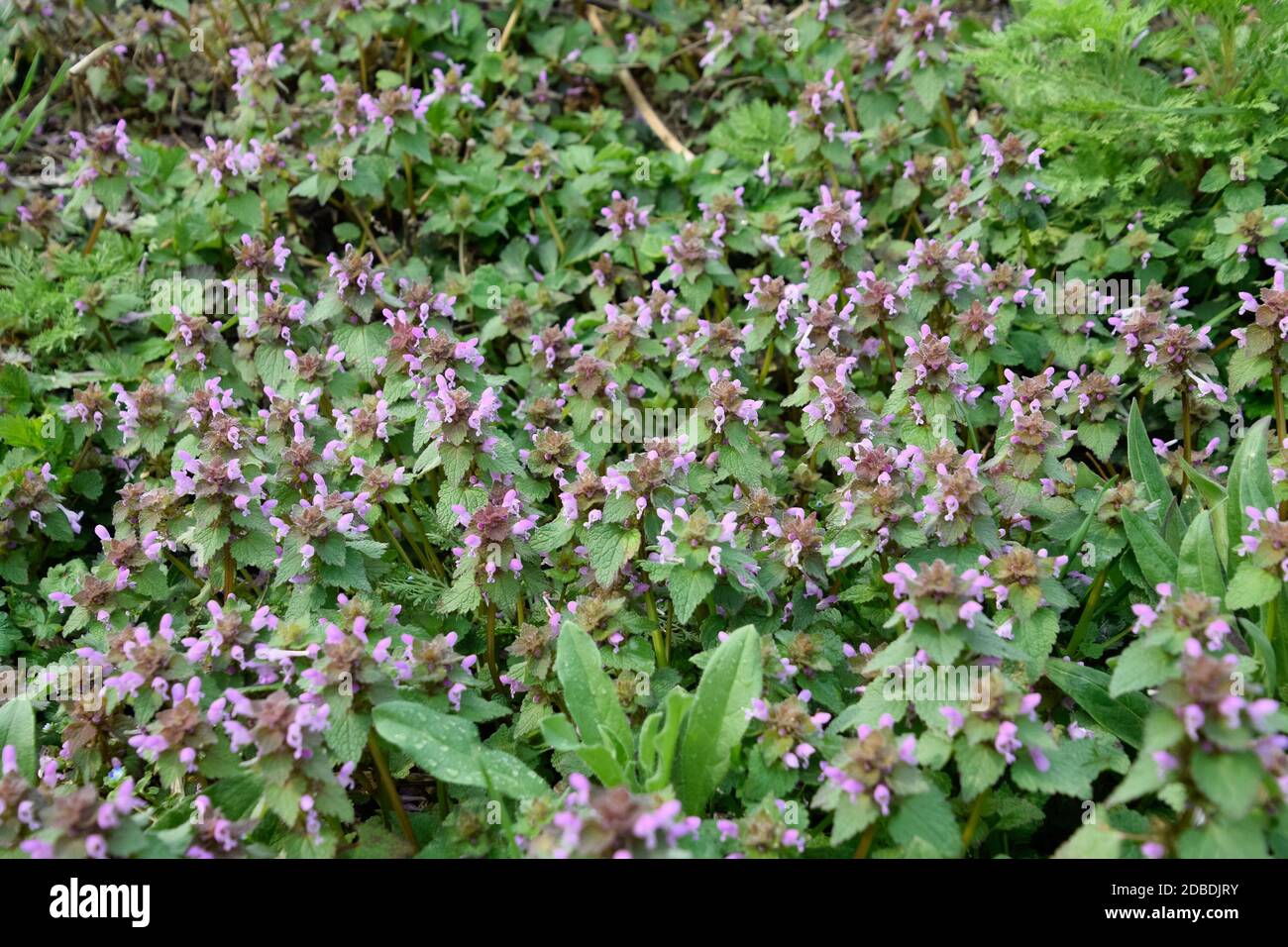 Lamium purpureum photo wallpaper nature art hi-res stock photography ...